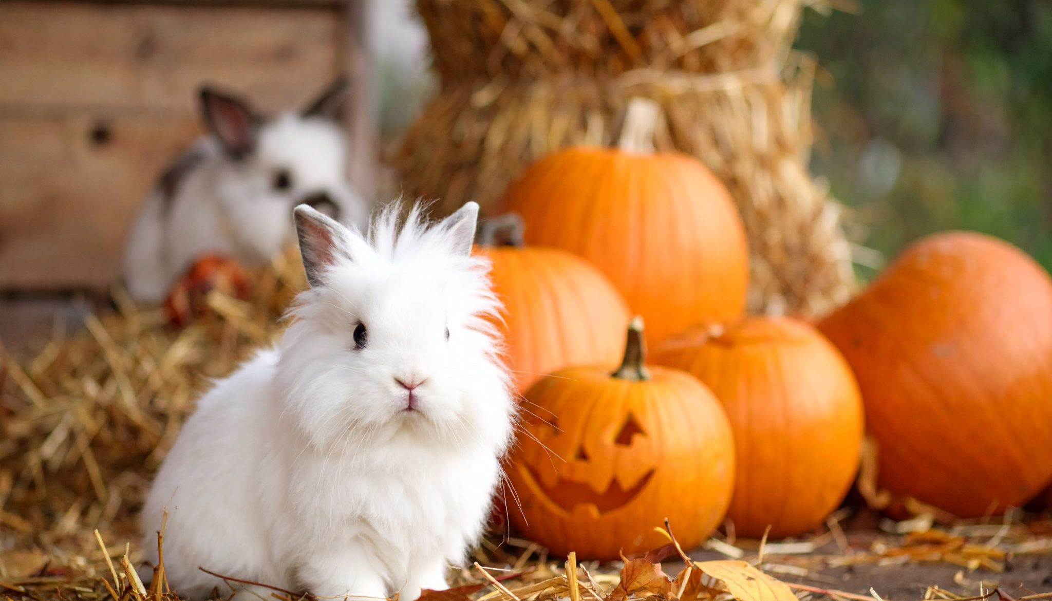 Beetle Bank Open Farm | York Family Day Out | Under £10pp