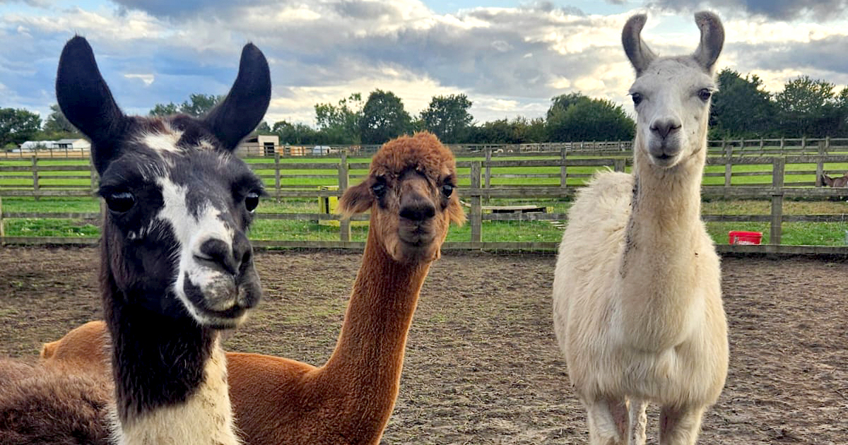 Beetle Bank Open Farm | York Family Day Out | Under £10pp